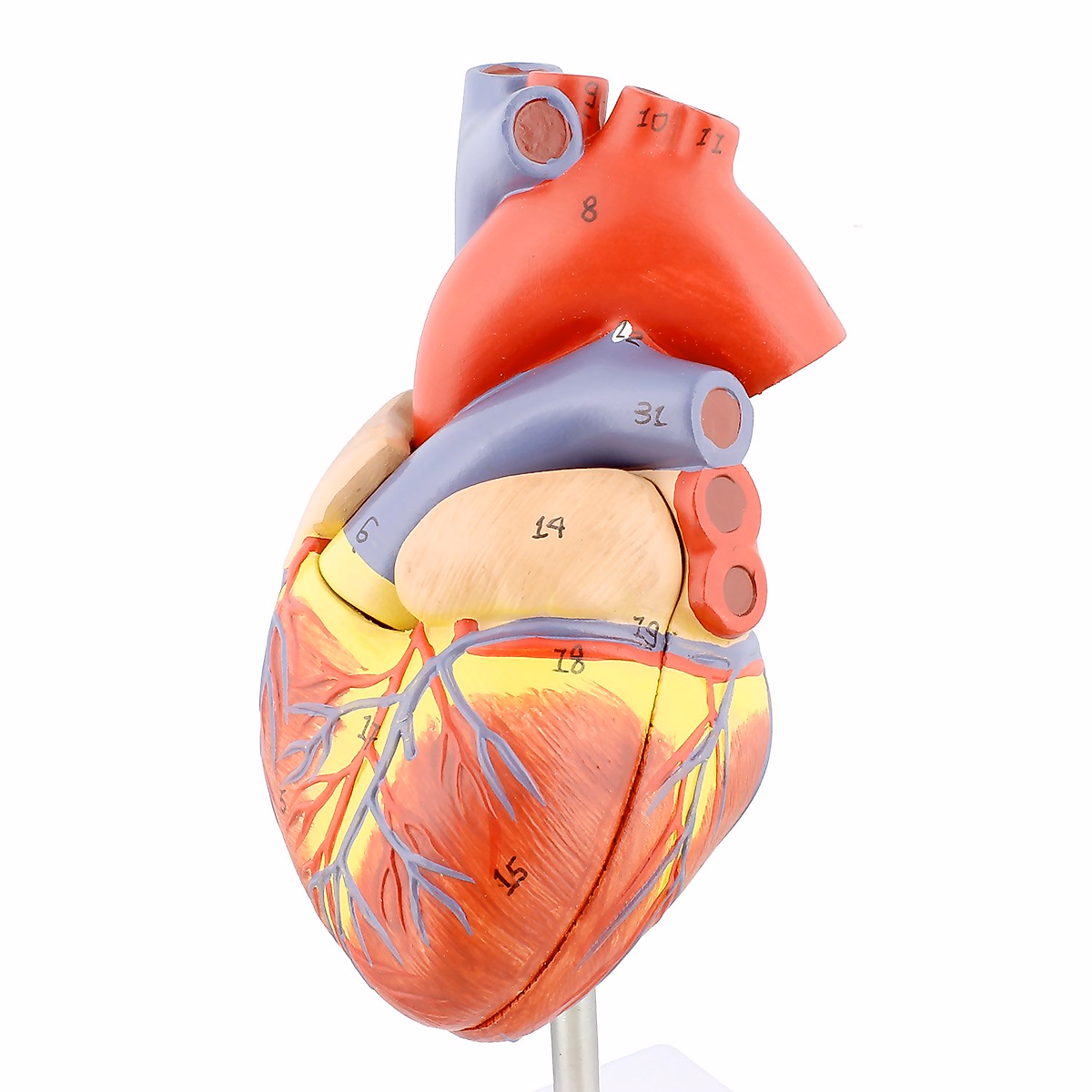 MonMed Anatomical Heart Model, Human Heart Anatomy Model – 2 Part Heart Models Anatomy Life Size Medical Heart Model