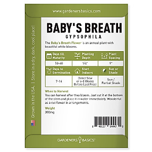 Baby's Breath Seeds for Planting Gpsophila - Beautiful Annual Cut Flower for Flower Arrangements and Beautiful in Flower Beds in Summer Gardens Too by Gardeners Basics