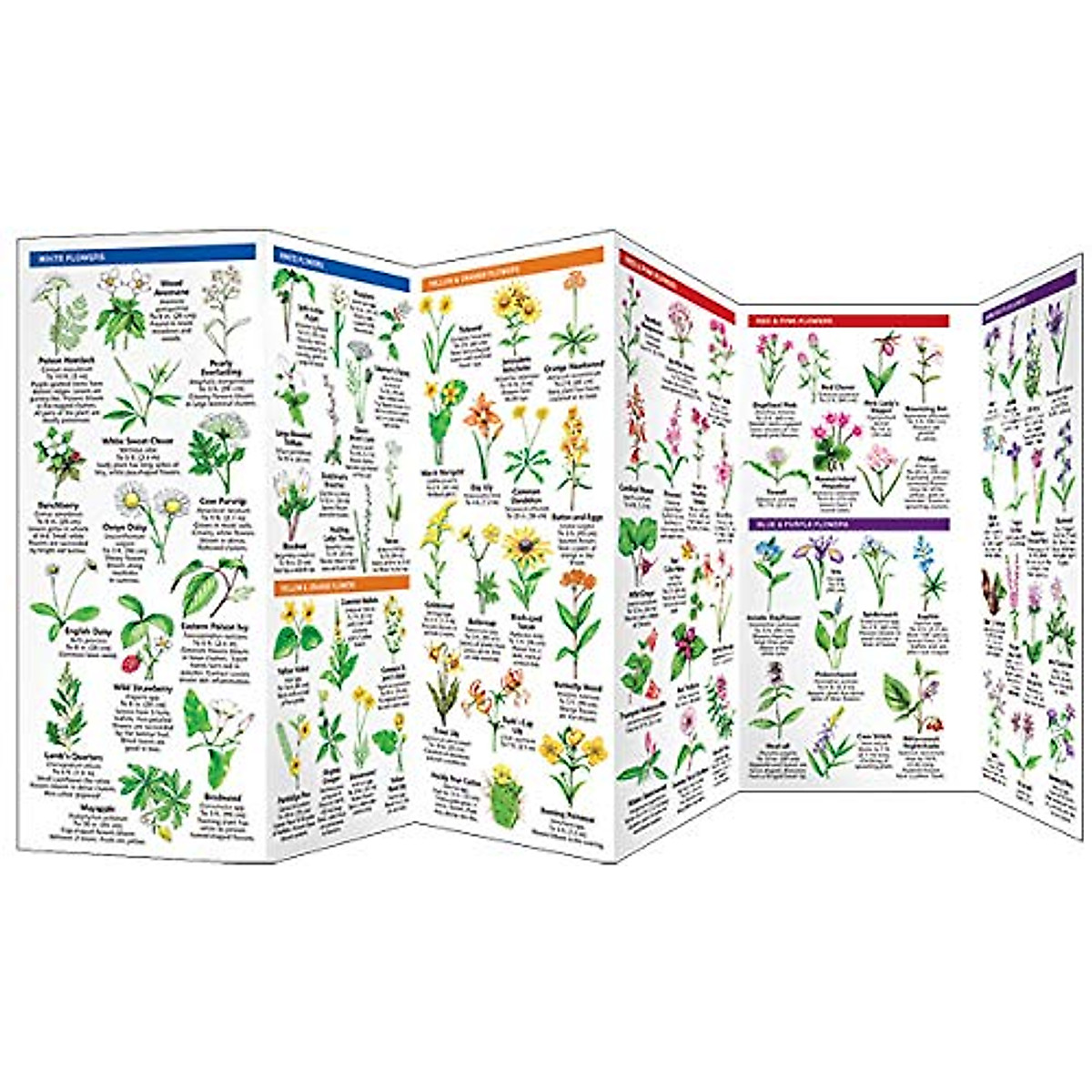 Virginia Trees & Wildflowers: A Folding Pocket Guide to Familiar Plants (Nature Observation North America)