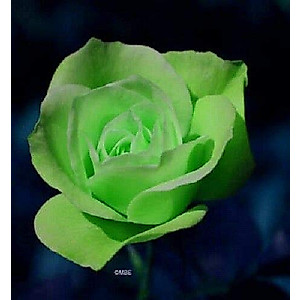 20+ Green Rose Rosa Flowers Seeds Bush Shrub Perennial Flower
