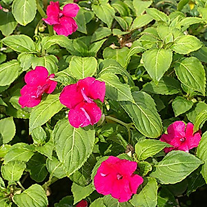 Outsidepride Impatiens Baby Carmine Garden Flower Plants for Pots, Hanging Baskets, Containers, Window Boxes - 2000 Seeds