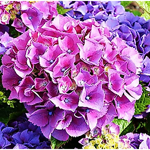 Hydrangea Macrophylla Seed Bonsai Flower Plant Four-Season Blossoms - 50 Pcs Seeds
