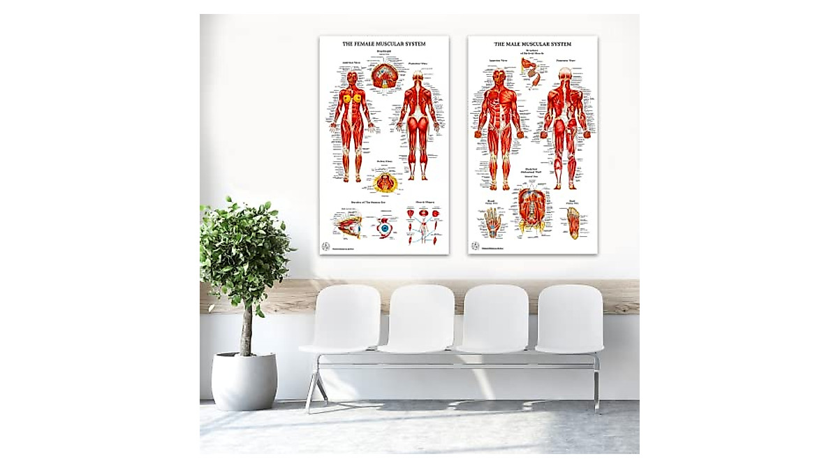 2-Pack Muscular System Posters for Anatomy Learning