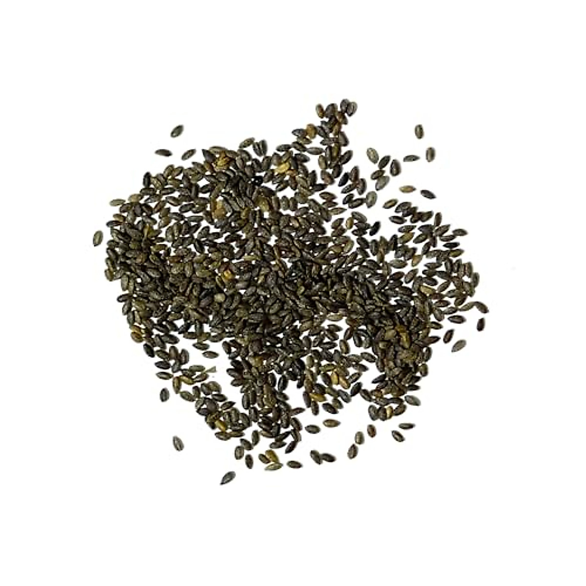 Seed Needs, Scarlet Red Sage Seeds - 800 Heirloom Seeds for Planting Salvia coccinea - Perennial Wildflower for an Outdoor Garden, Open Pollinated & Attracts Pollinators (1 Pack)