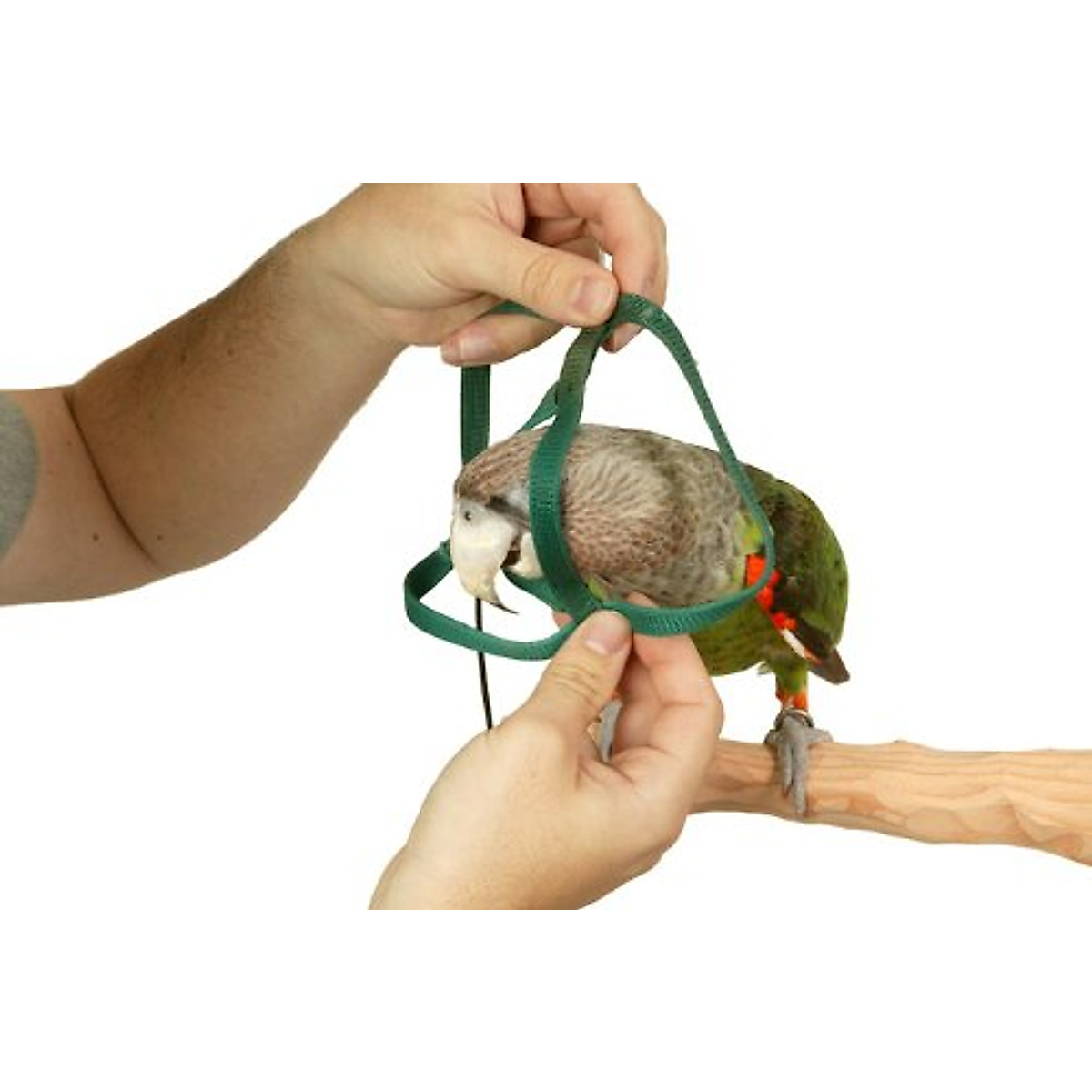 Parrot Wizard Bird Harness Set (XL, Pink)