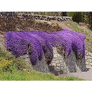 KVITER Solution Creeping Thyme 6000+ Seeds-Walk on Me,Thymus Serpyllum Herb Flower Hardy Ground Cover Seeds, Elfin Thyme Perennial Fragrant Flowers Planting
