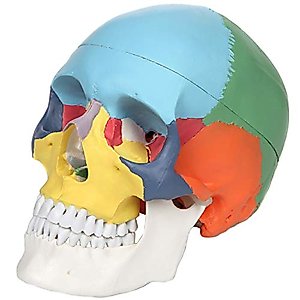 Axis Scientific 3-Part Didactic Human Skull Model, Life Size Painted Medical Anatomical Skull Model Cast from Natural Specimen – Includes Detailed Product Manual