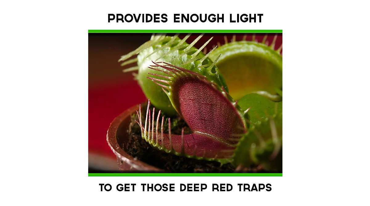 Venus Fly Trap Terrarium - for Indoor Growing - Perfect for Growing ...