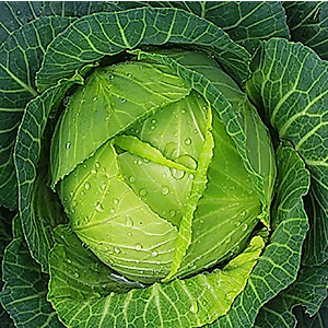 Cabbage Seeds for Planting – Non-GMO Heirloom Vegetable Seeds – Full Instruction Packets to Plant in Your Home Outdoor Garden – Gardening Gift – 200 Copenhagen Cabbage Seeds Per Pack (1 Packet)
