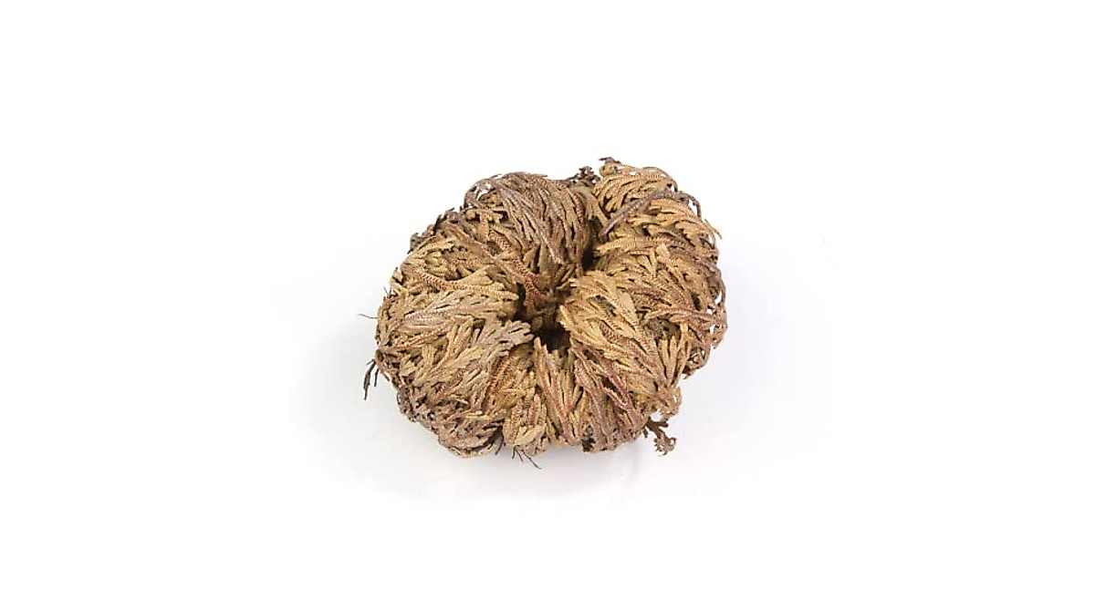 Yerbero - 3 Piece Bundle Rose of Jericho Dried Flower | Selaginella ...