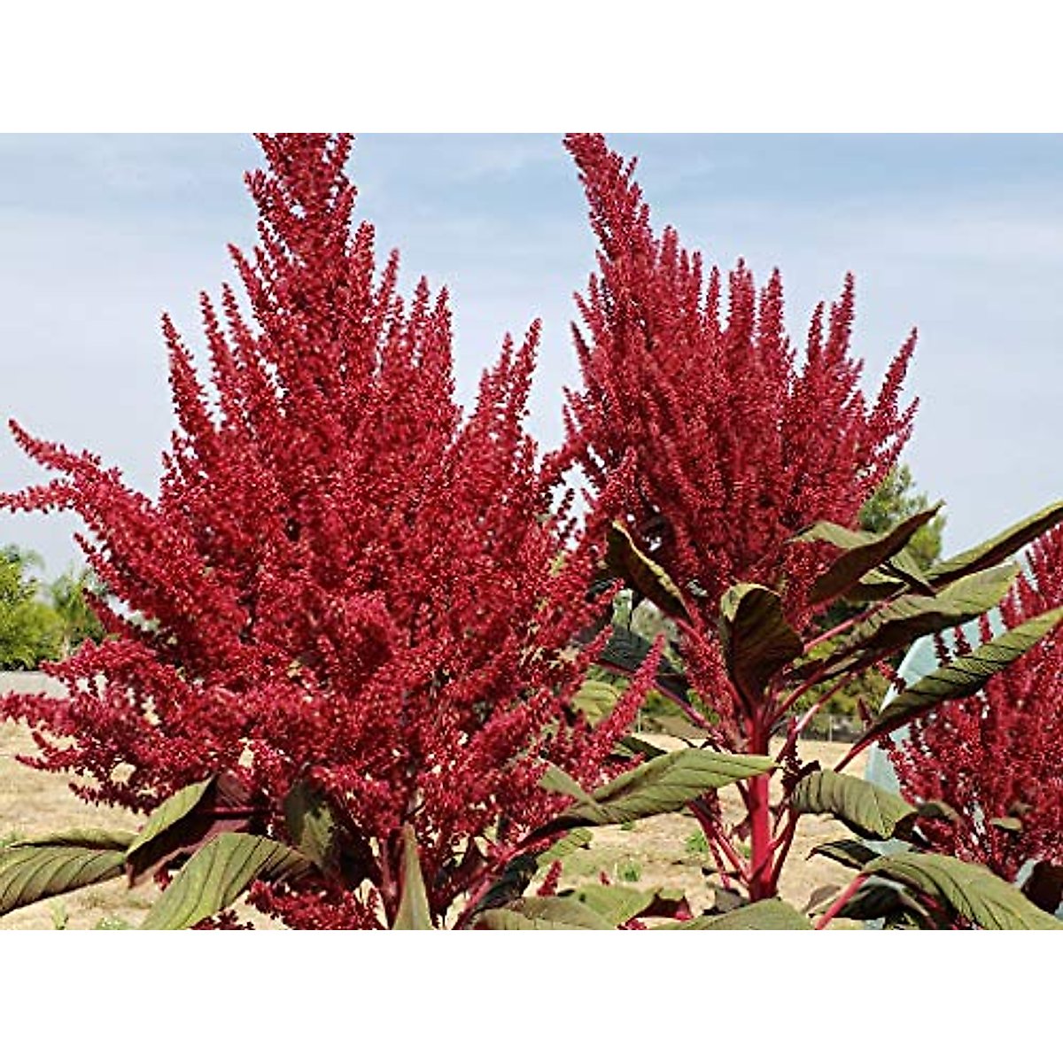 Gaea's Blessing Seeds - Amaranth Seeds - Red Garnet - Non-GMO Seeds with Easy to Follow Planting Instructions - Open-Pollinated - Untreated - Heirloom - 92% Germination - Net Wt. 1.3g