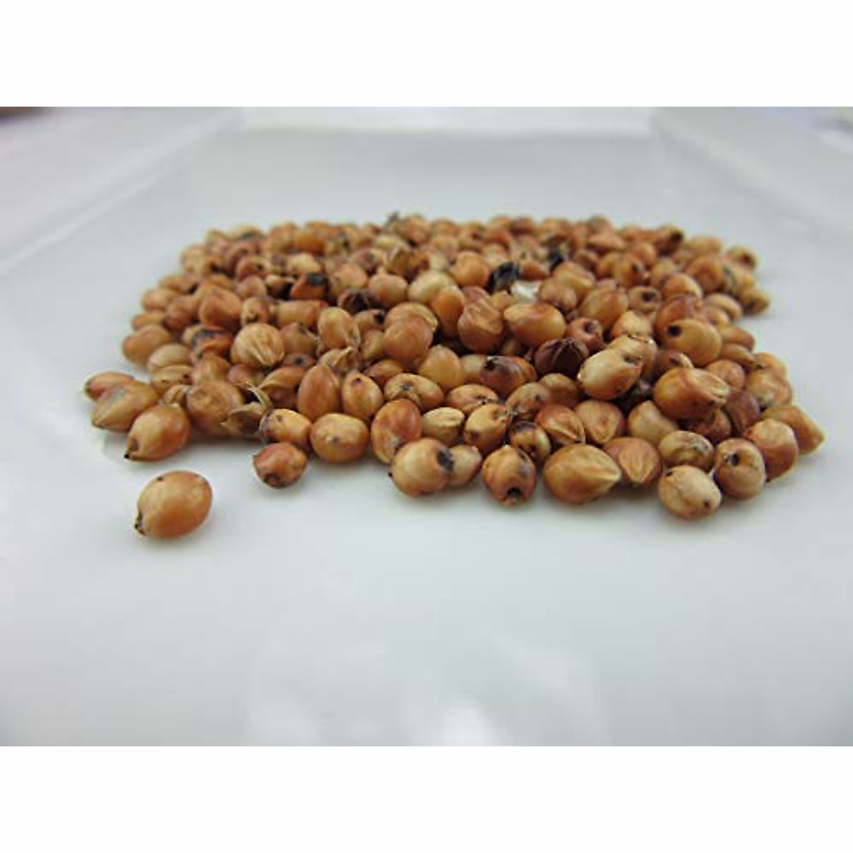 1099-Sugarcane, World's Tallest (Saccharum officinarum) Seeds by Robsrareandgiantseeds UPC0764425786917 Non-GMO,Organic,Bonsai, 1099 Package of 45 Seeds