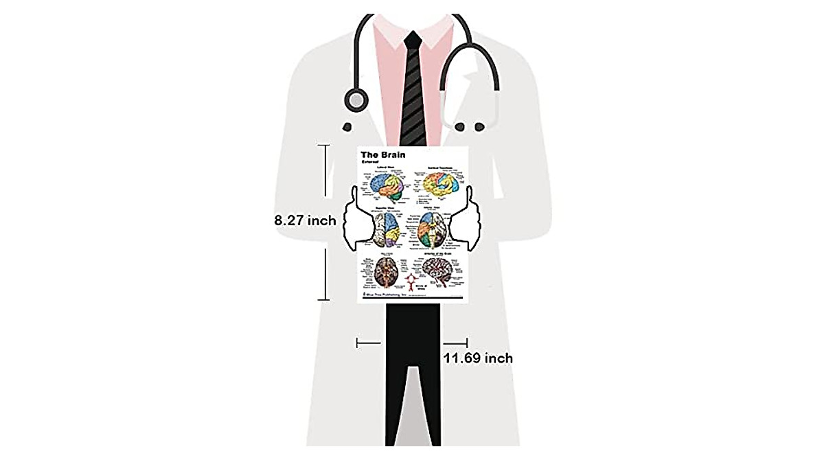 Brain Anatomical Chart - Double-Sided, Laminated & Dry Erase
