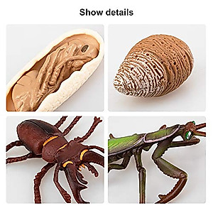 Toymany 16PCS Insect Figurines Life Cycle of Stag Beetle,Honey Bee,Mantis,Ant Plastic Safariology Bug Figures Toy Kit Caterpillars to Butterflies Educational School Project for Kids Toddlers
