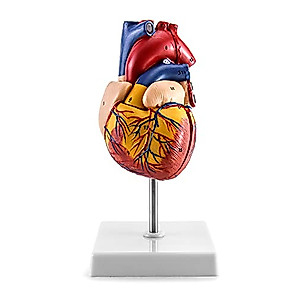 QWORK Human Heart Model, Anatomically Accurate Numbered 2-Part Life Size Heart Medical Model with 34 Anatomical Structures, Held Together with Magnets on Base