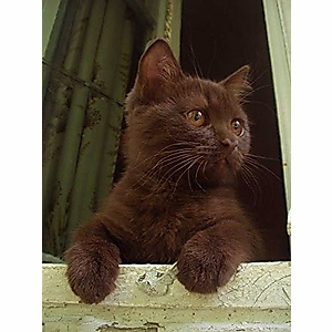 I LOVE MY PETS LLC cat Omega 3 Treats - Omega 3 Fatty ACIDS for Cats - Best Health Option - Premium - cat Joint Health Supplement - 360 Softgels (2 Bottles)