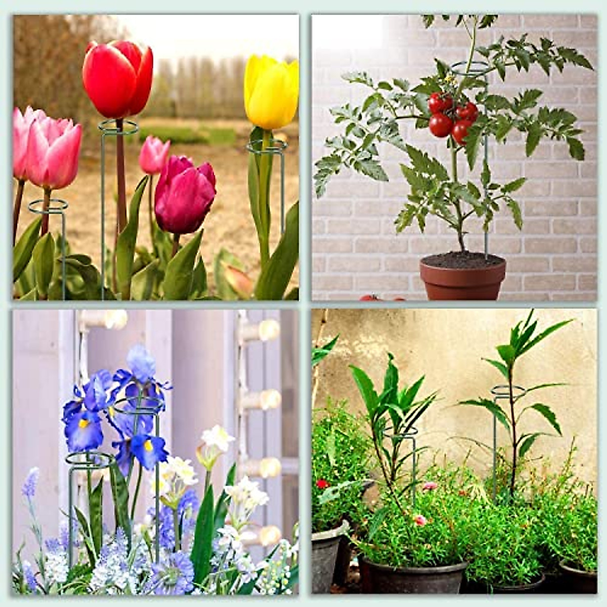 Greenpeas Plant Stake Support - 3-Inch Diameter Steel Support Stands with Green Plastic Coating - Gardening Brace Sticks for Single Stem Flowers, Amaryllis, Tomatoes, Peony, Lily - 16" Tall, 5 Pieces