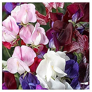 David's Garden Seeds Flower Sweet Pea Old Spice FBA-9155 (Multi) 50 Non-GMO, Heirloom Seeds