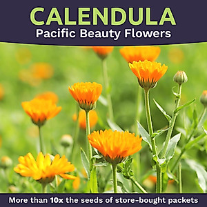 Calendula ‘Pacific Beauty Mix’ – Extra Large Packet – Over 3,000 Open Pollinated Non-GMO Wildflower Seeds – Calendula officinalis