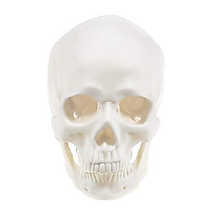Thuepak Human Bones Skull Anatomy Model Resin Life Size Skeleton Heads Replica for Science Education Gift Decoration Halloween Christmas