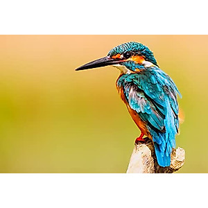 Bushnell Powerview 8x21 Compact Folding Roof Prism Binocular (Black)