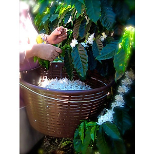 Fleur de Cafe Mountain Blossom Eau de Toilette 50 ml