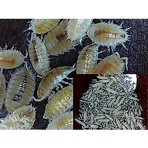 Live Springtails + Dwarf White Isopods