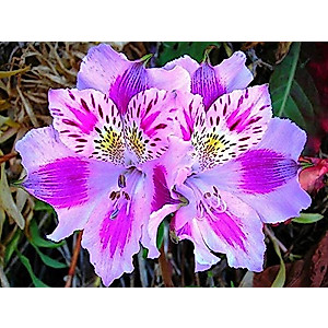 10+ Mix Canna Lily Seeds Peruvian Dr Salters Flower Flowers