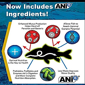 Blackwater Premium Koi and Goldfish Foods Color Enhancing Diet 2 lb, Medium Pellet