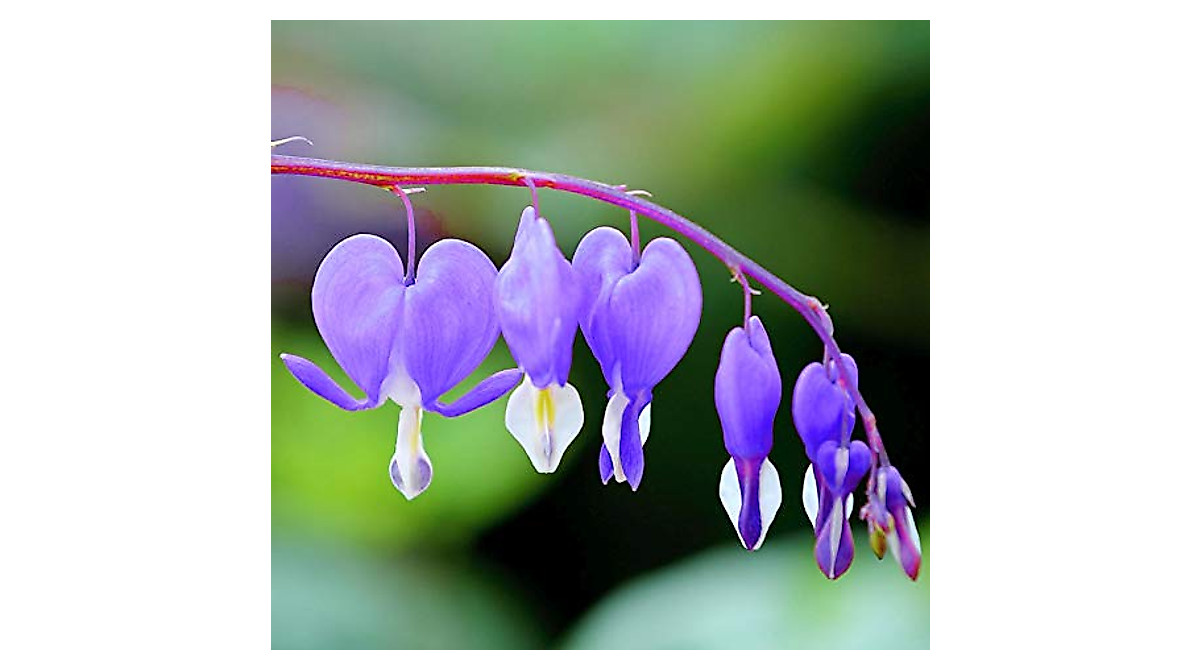 Rare Purple Bleeding Heart Seeds - 10 Pcs