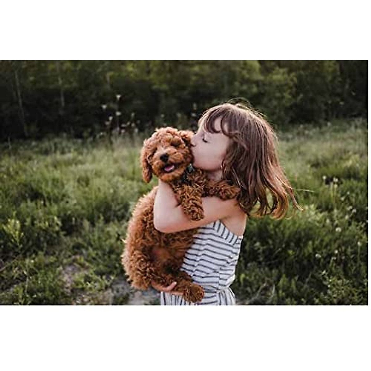 Animal Planet Urine Destroyer Professional Strength ( 32 Oz ) Oxygen Powered Formula Destroys Tough Odors & Stains Yet Gentle On Your Furniture And Carpet