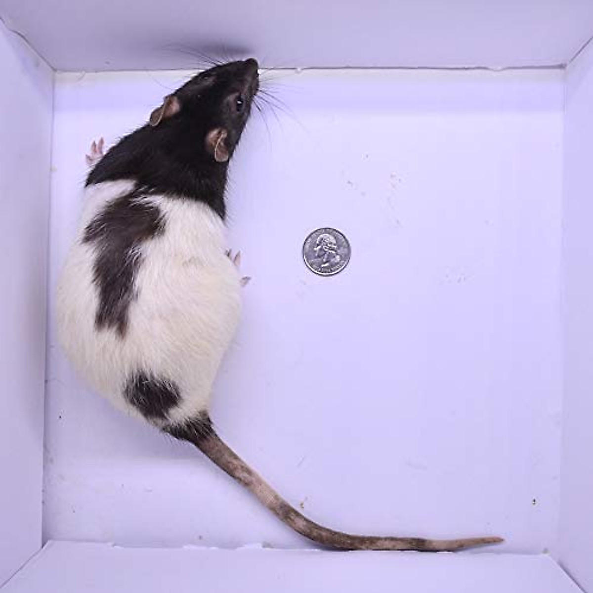 MiceDirect Frozen Rat Combo Pack of 6 Large & Jumbo Feeder Rats – 3 Rat Larges & 3 Rat Jumbos - Food for Corn Snakes, Ball Pythons, Lizards and Other Pet Reptiles-Freshest Snake Feed Supplies