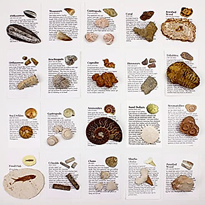 DANCING BEAR Fossil Collection Set, 20 Real Premium Specimens: Trilobite, Ammonite, Fish Fossil, Shark Tooth, Petrified Wood, Dinosaur Bone, Fossil Book, Time Scale, ID Cards, STEM Science Kit