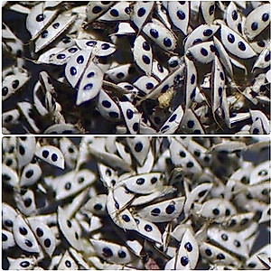 ONE Capsule Daphnia Magna Water FLEA Eggs Alive Free Chlorella Powder for Feeding Crustaceans - Daphnia, Moina, Rotifer, Fairy Shrimp, and Other Live Fish Food