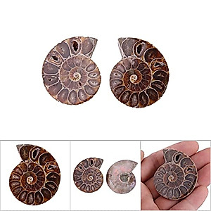 GOTOTOP 2 x Ammonite Fossil Specimen, Ammonite Fossil Specimen Shell Madagascar (4cm/1.57inch)