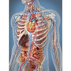 Posterazzi Transparent human body showing heart and main position with internal organs nervous lymphatic circulatory system. Poster Print, (25 x 33)
