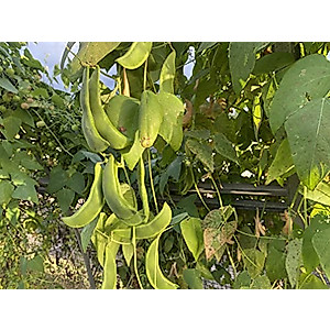 King of The Garden Climbing Pole Lima Bean Vining Heirloom Seed Packet