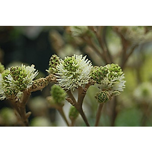 Fothergilla major 'Mt. Airy' (Fothergilla) Shrub, white flowers, #2 - Size Container