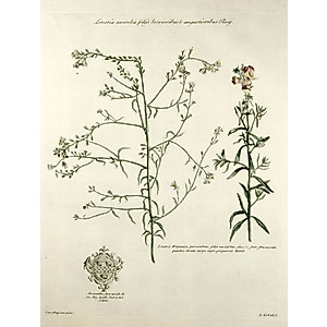 Linaria caerulea folijs brevioribus & angustioribus Raij [Toadflax]; Linaria Hispanica, procumbens, folijs uncialibus glaucis; flore favescente pulchre striato labijs nigro purpureis Rand [Toadflax]