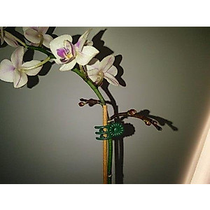 KINGLAKE Orchid Stem Clips,Medium Daisy Plant Clips, 100 Pcs Plant Support Clips Garden Flower Thick Plastic Vine Clips Dark Green (95230)