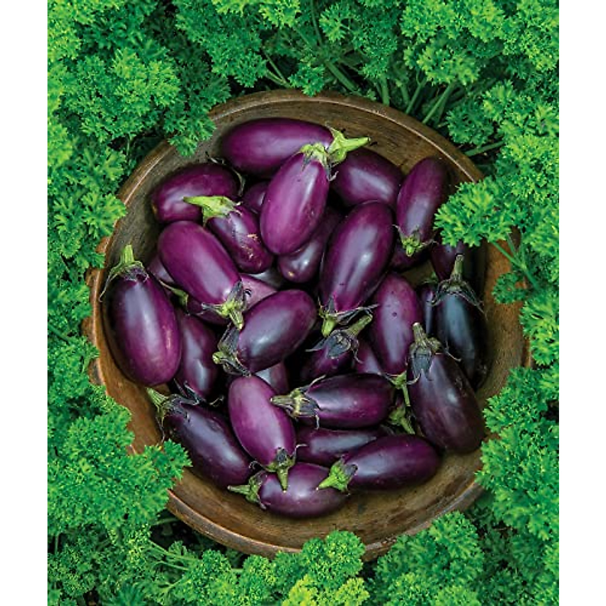 Burpee Patio Baby Eggplant Seeds 30 seeds