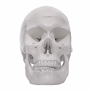 Human Anatomical Skull Model, 3 Part - Medical Quality Plastic Replica - 9" Height - Removable Calvaria - Articulated Mandible - Eisco Labs
