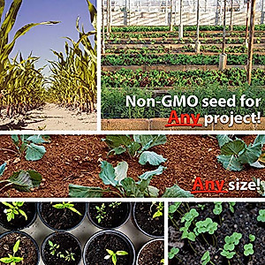 Unique Eggplant Seeds for Planting, Casper White - 1 g 200+ Seeds - Non-GMO, Heirloom Egg Plant Seeds - Home Garden Vegetable White Eggplant Seeds - Sealed in a Beautiful Mylar Package