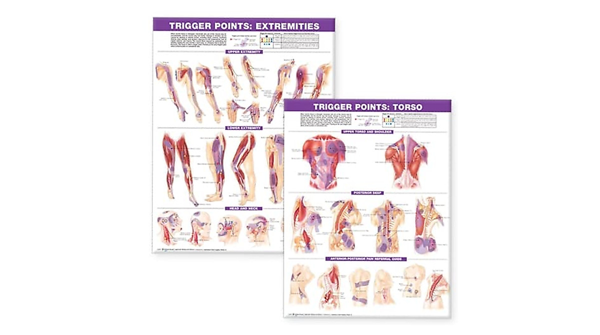 Trigger Point Chart Set: Torso & Extremities Lam by ACC