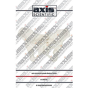 Axis Scientific Skeletal Model of The Female Pelvis | Cast from a Real Human Pelvis Skeleton | Life Size Model Shows Important Anatomy of The Pelvic Region | Includes Product Manual