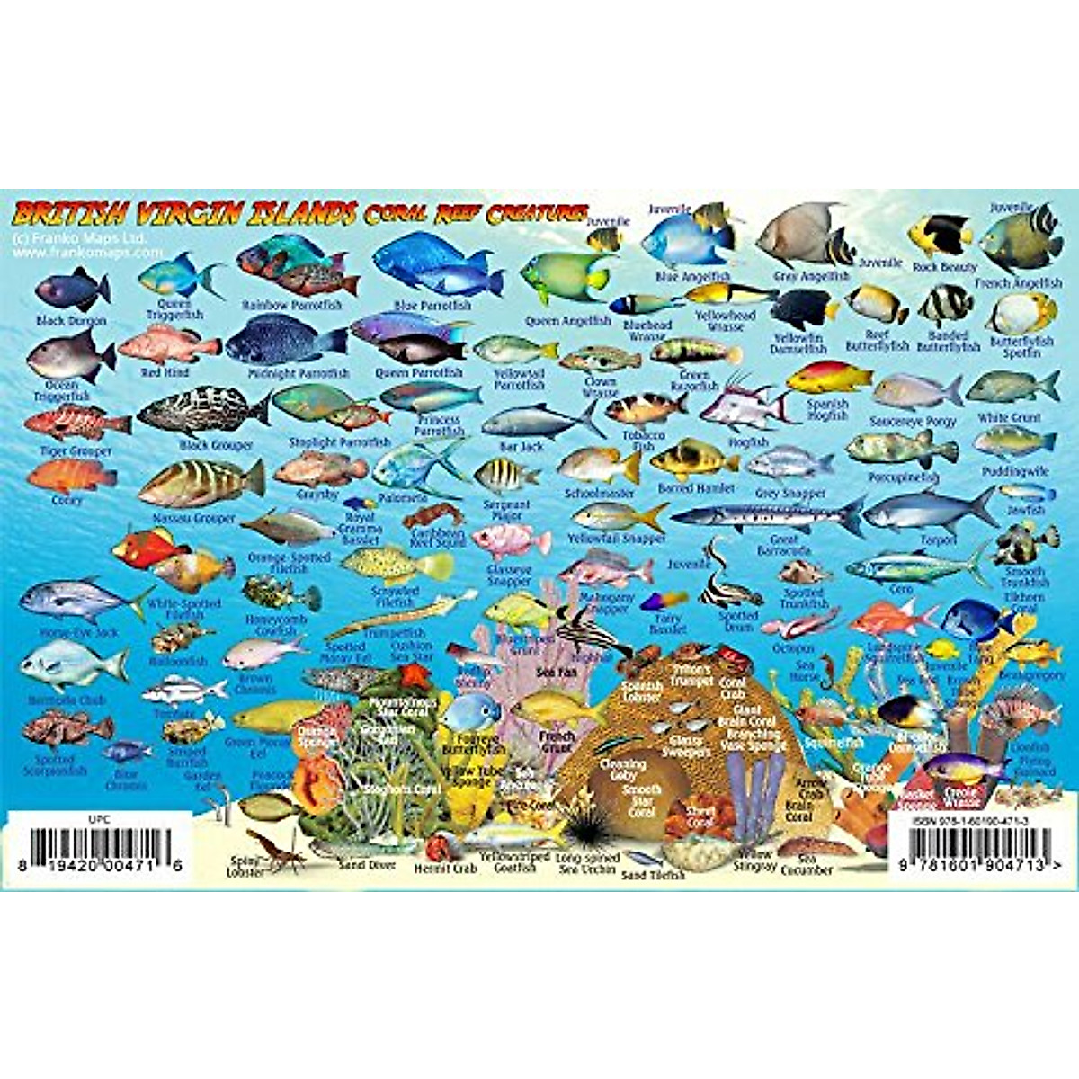 British Virgin Islands Dive Map & Coral Reef Creatures Guide Franko Maps BVI Laminated Fish Card