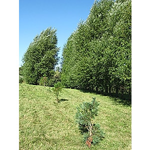 6 Big Aussie Privacy Hybrid Willow Trees - 2ft Tall - Very Fast Growing