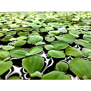 Aquarigram 12+ Leaves Water Lettuce (Dwarf) (+Free Bonus Plant) Live Floating Plant for Aquarium (Pistia stratioes)