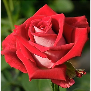 zcbang Rare Varieties Colorful Rose Seeds 100Pcs Mixed Color Rose Flower