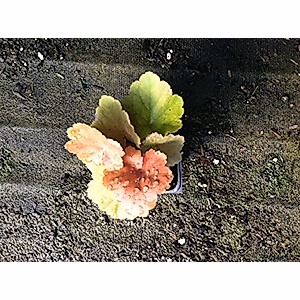 5 Caramel Heuchera/Coral Bells in 4 Inch Pots- Great for Fall Planting!